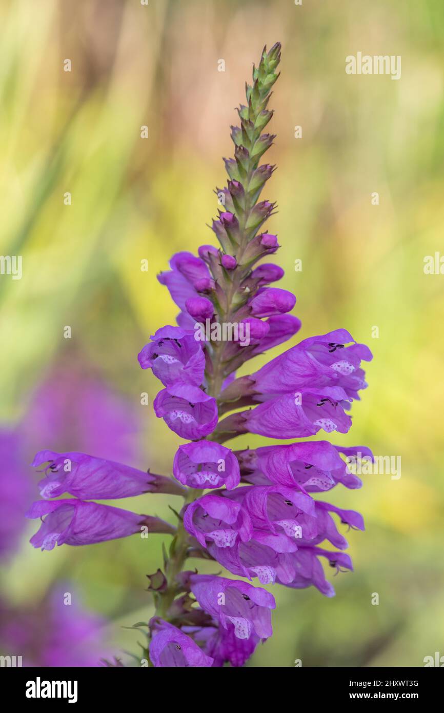 False dragon head hi-res stock photography and images - Alamy