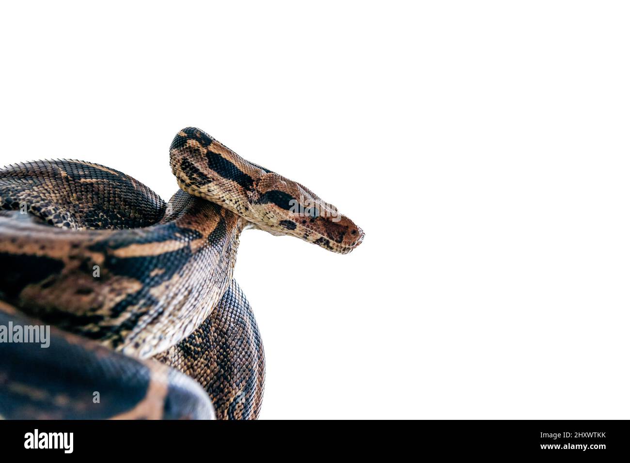Boa Constrictor Attack