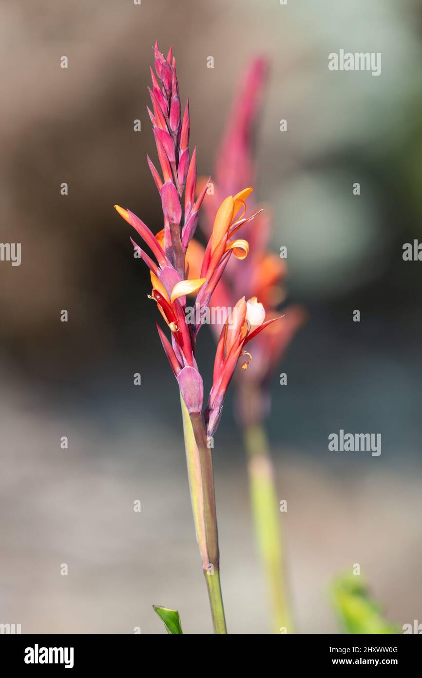 Close up of an Indian shot (canna indica) flower in bloom Stock Photo ...