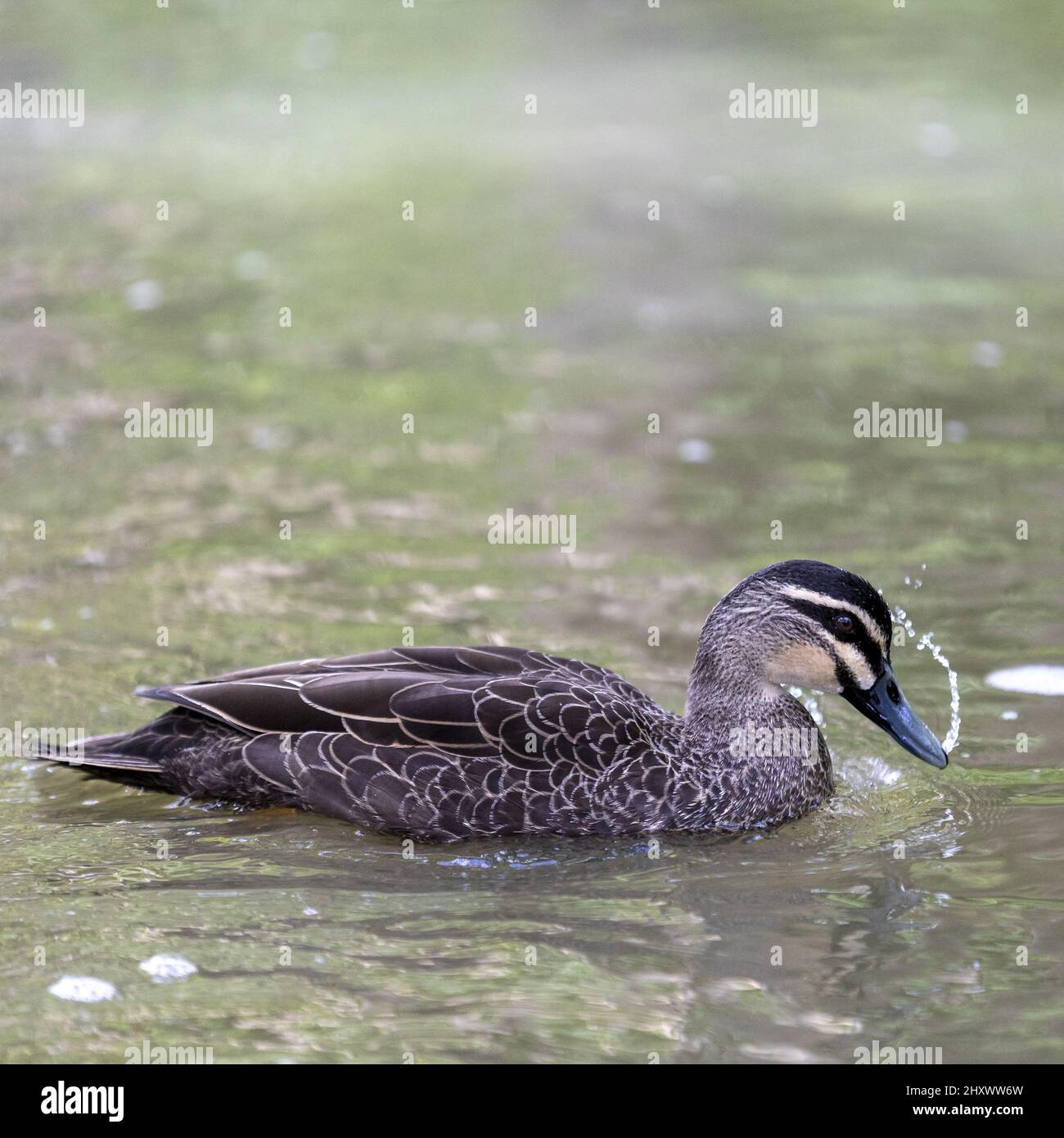Closeup shot of a duck on a lake in Melbourne Stock Photo - Alamy