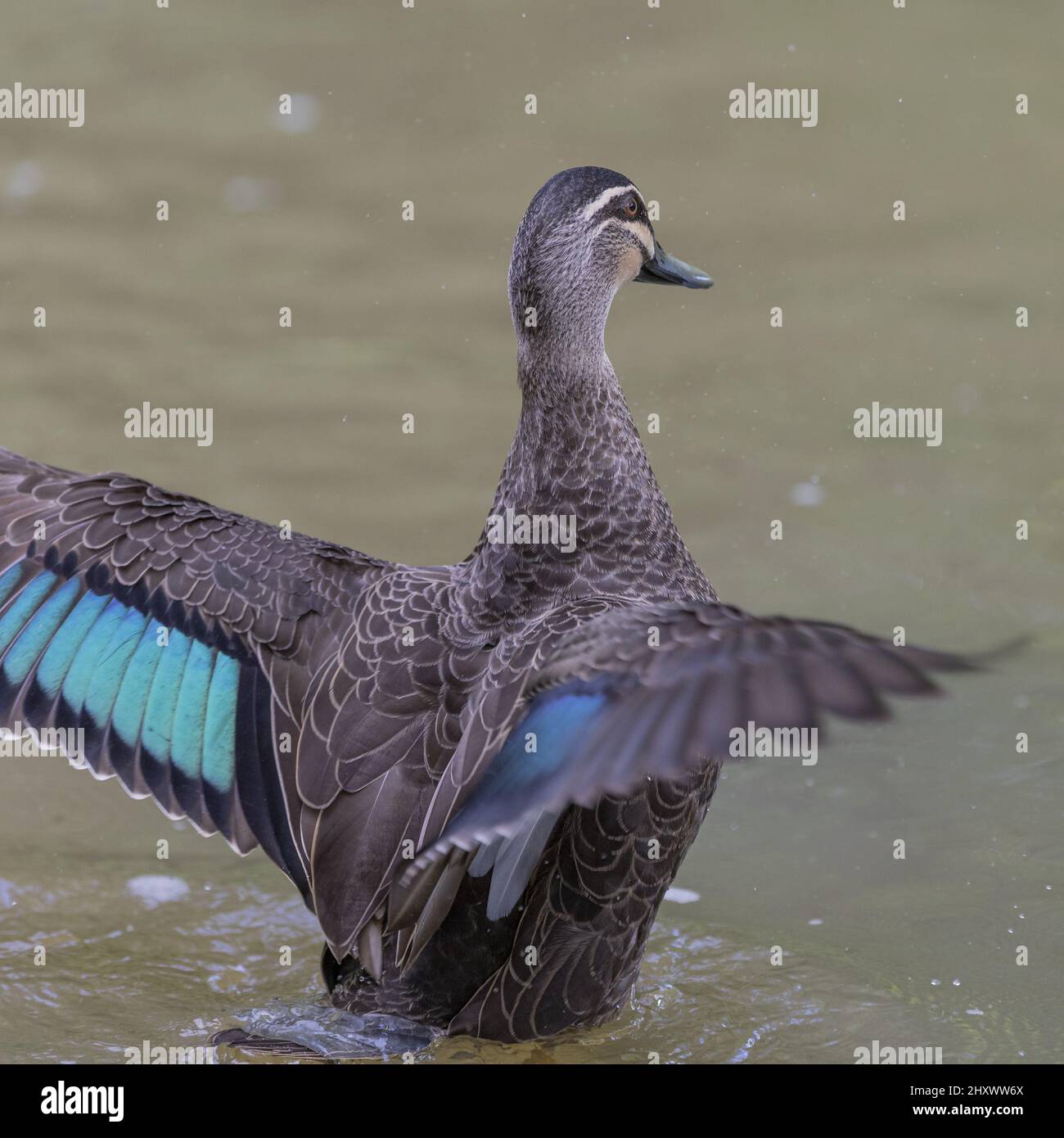 Closeup shot of a duck on a lake in Melbourne Stock Photo - Alamy