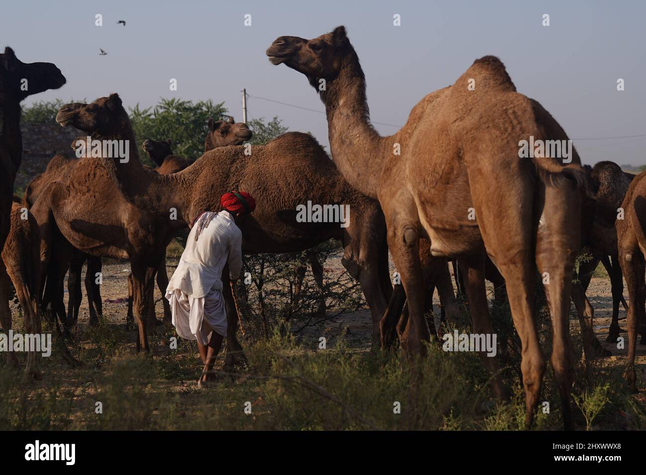 Camel driver with the animals in a wilderness Stock Photo - Alamy