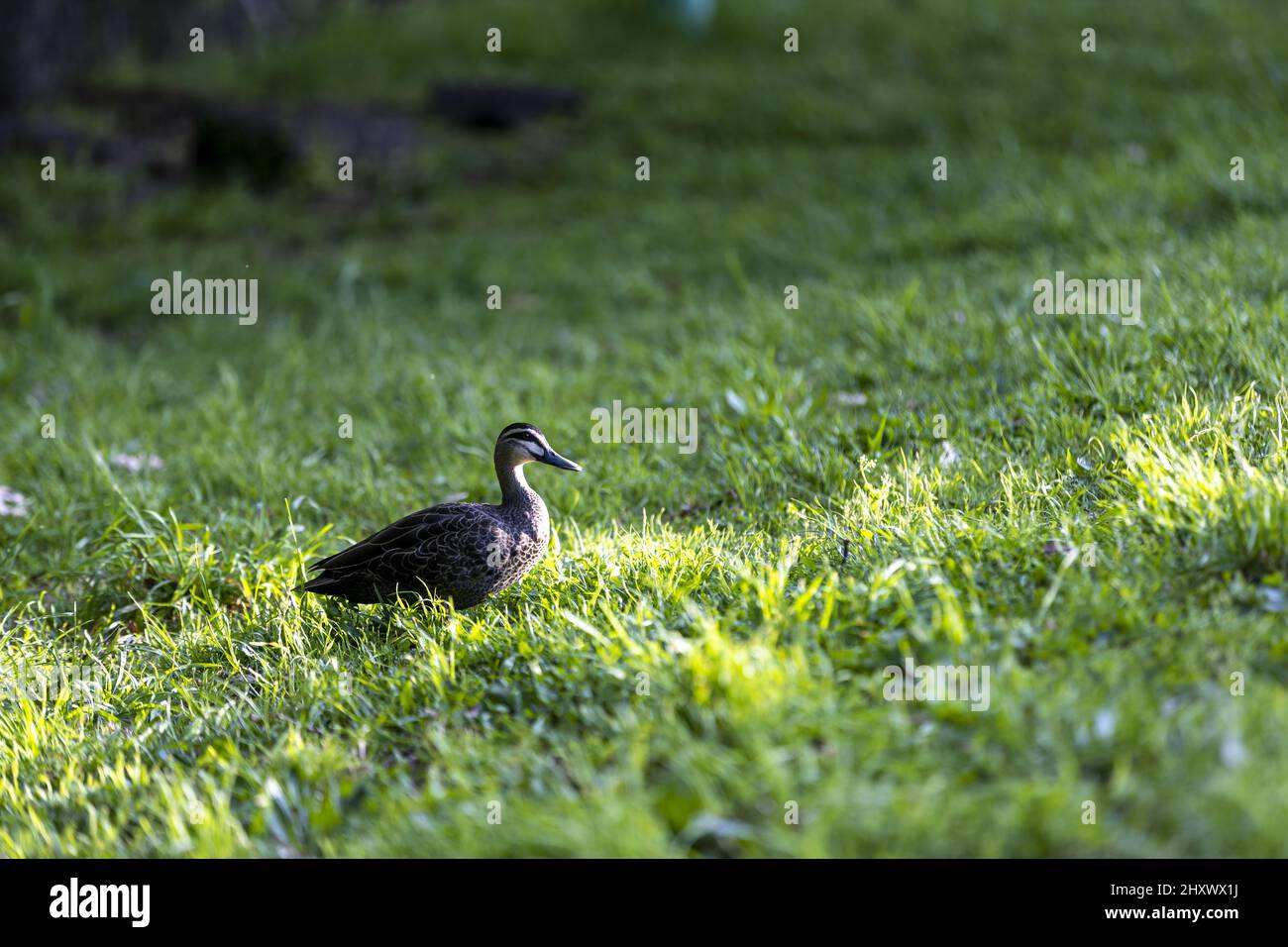 Closeup shot of a duck in a park in Melbourne Stock Photo - Alamy
