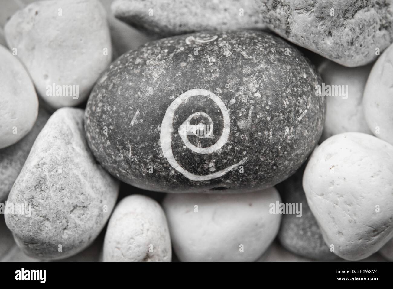 Black stone with unusually shell trace spiral pattern. Abstract ...
