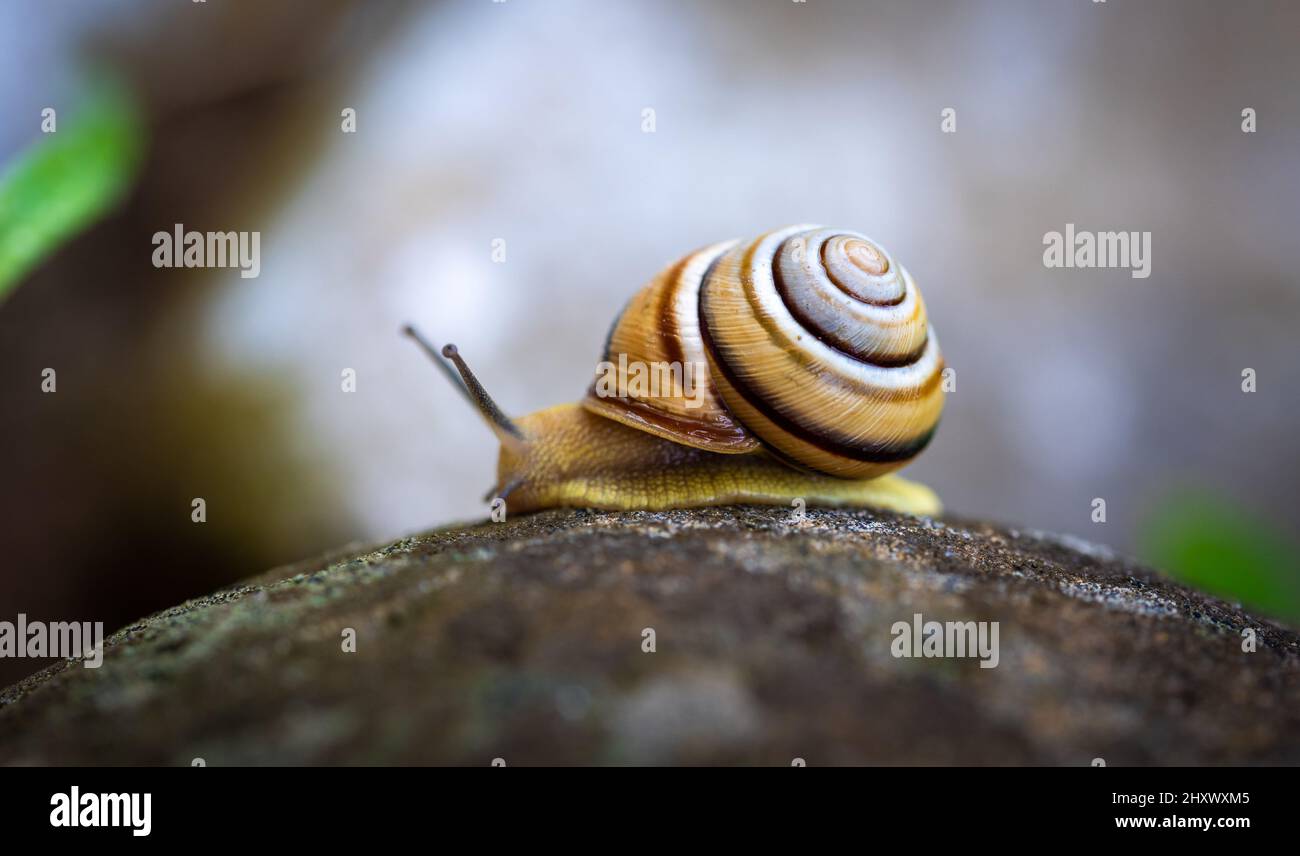 Closeup shot of the small striped snail creeping on the stone on the ...