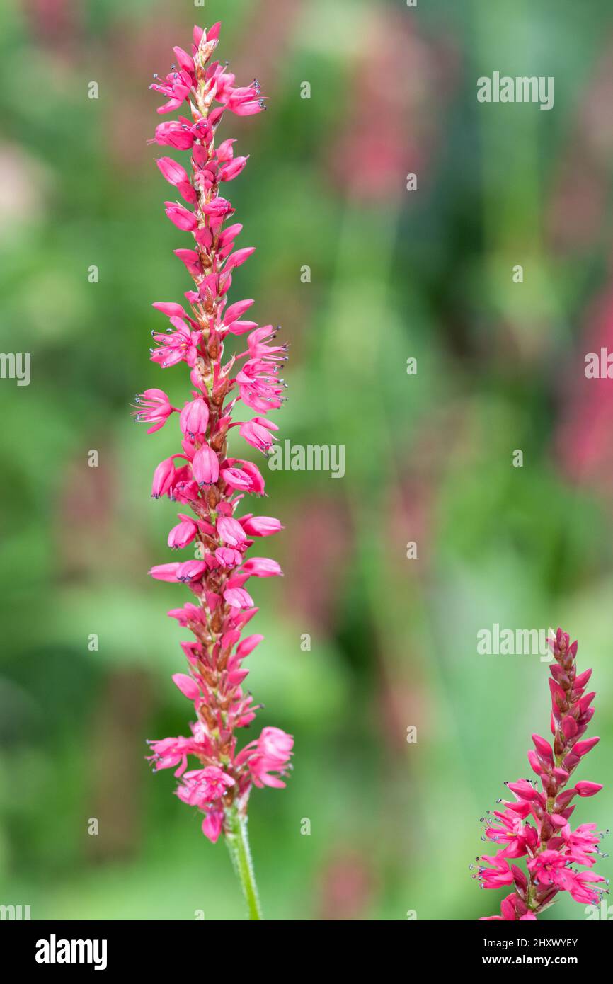 Persicaria amplexicauilis hi-res stock photography and images - Alamy