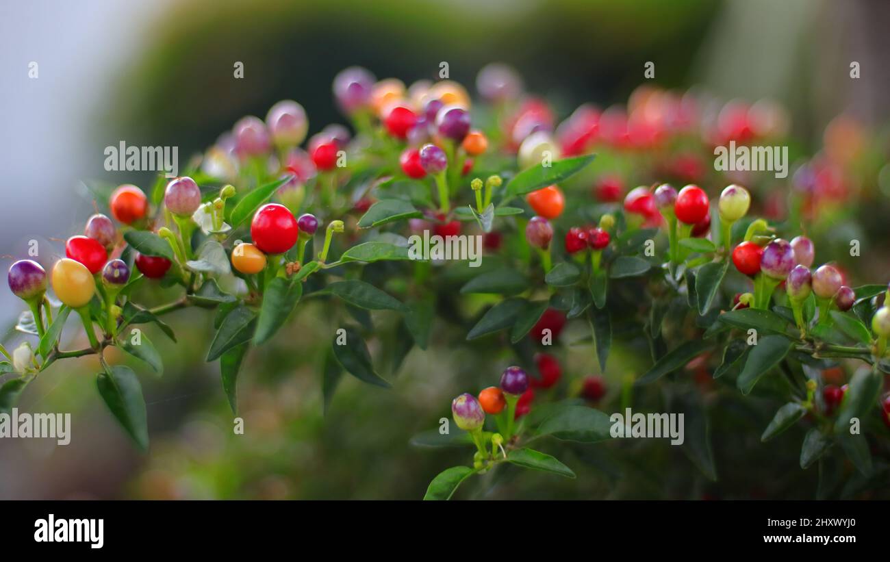 Ornamental Pepper plant with newly growing bright and colorful peppers ...