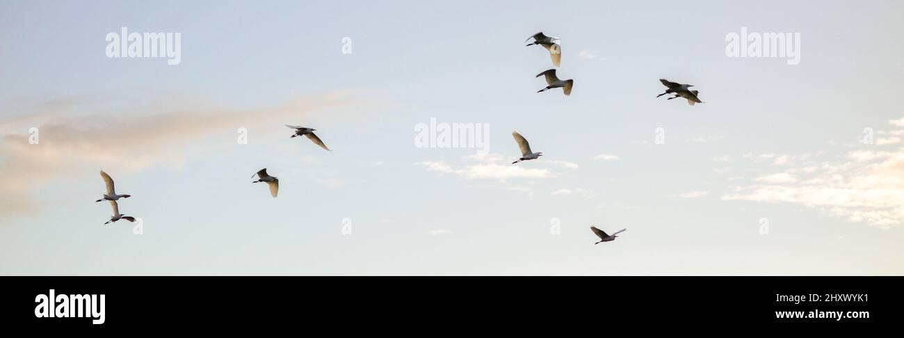Panoramic low angle shot of a small flock of birds flying on blue sky ...