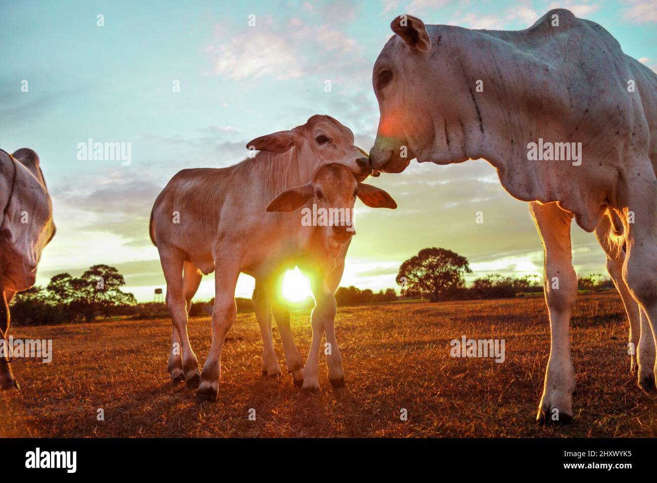 American brahman hi-res stock photography and images - Alamy
