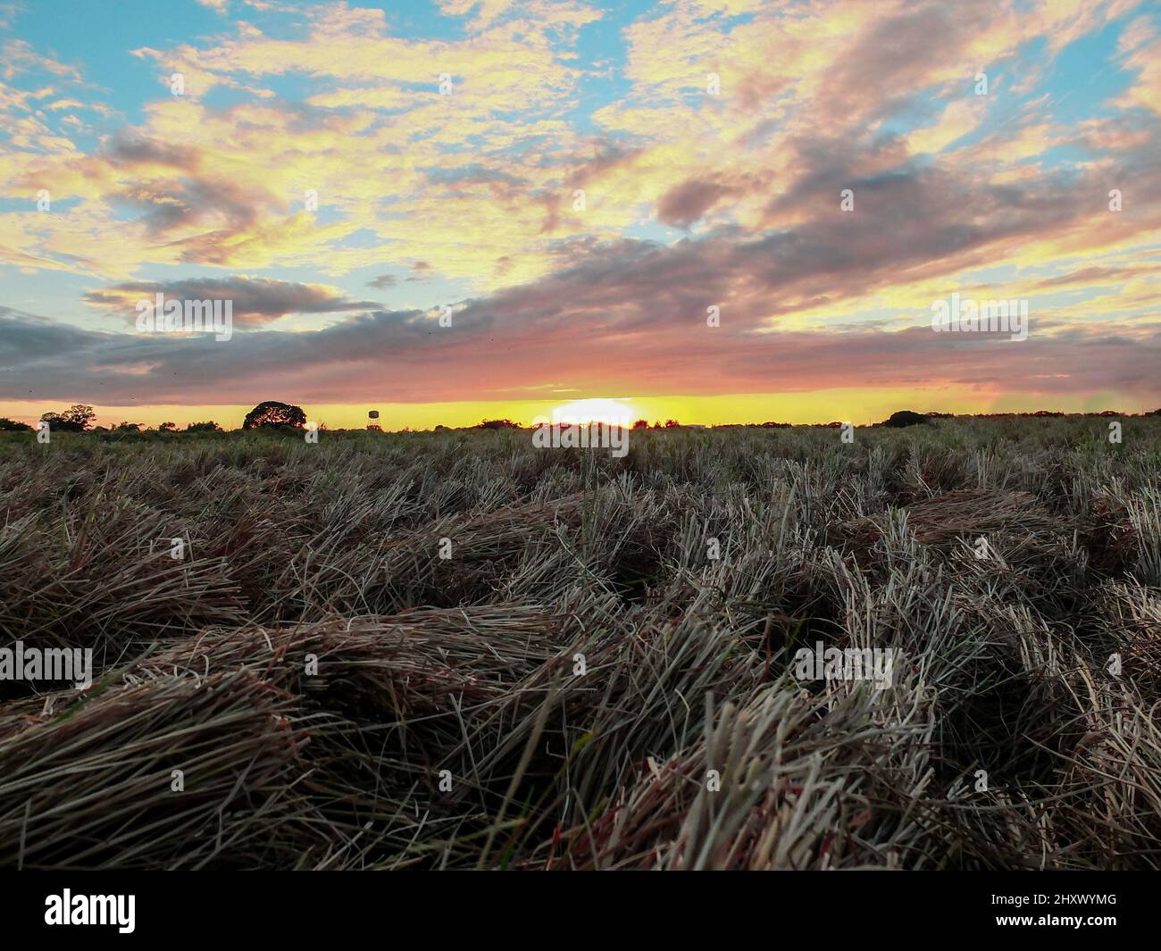 Mesmerizing scene of American beachgrass against a colorful dramatic ...