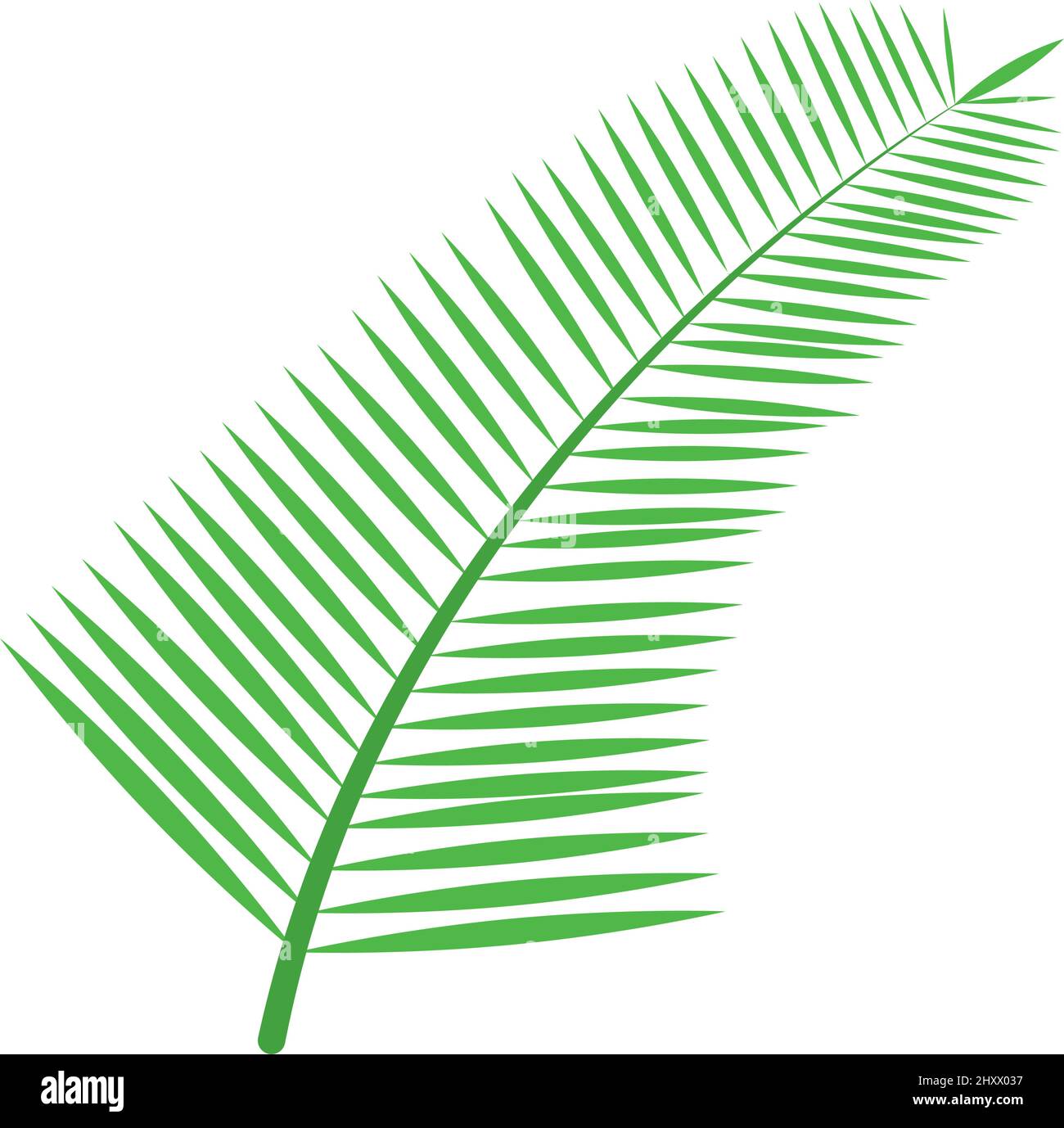 palm leaf icon Stock Vector Image & Art - Alamy