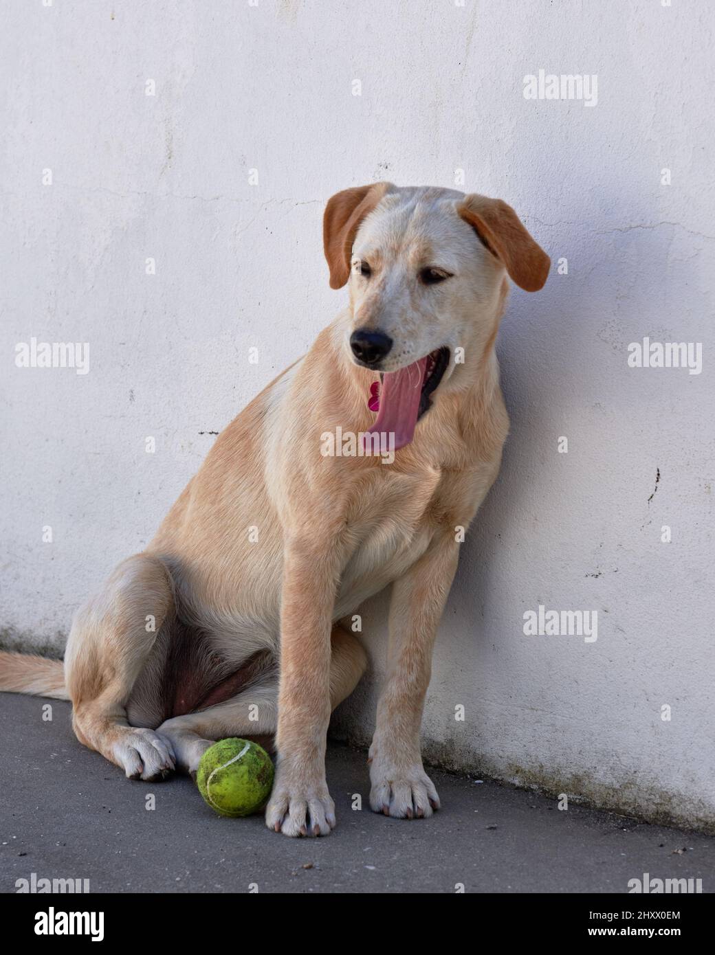Young Labrador Retriever dog standing with its ball by a white wall and ...