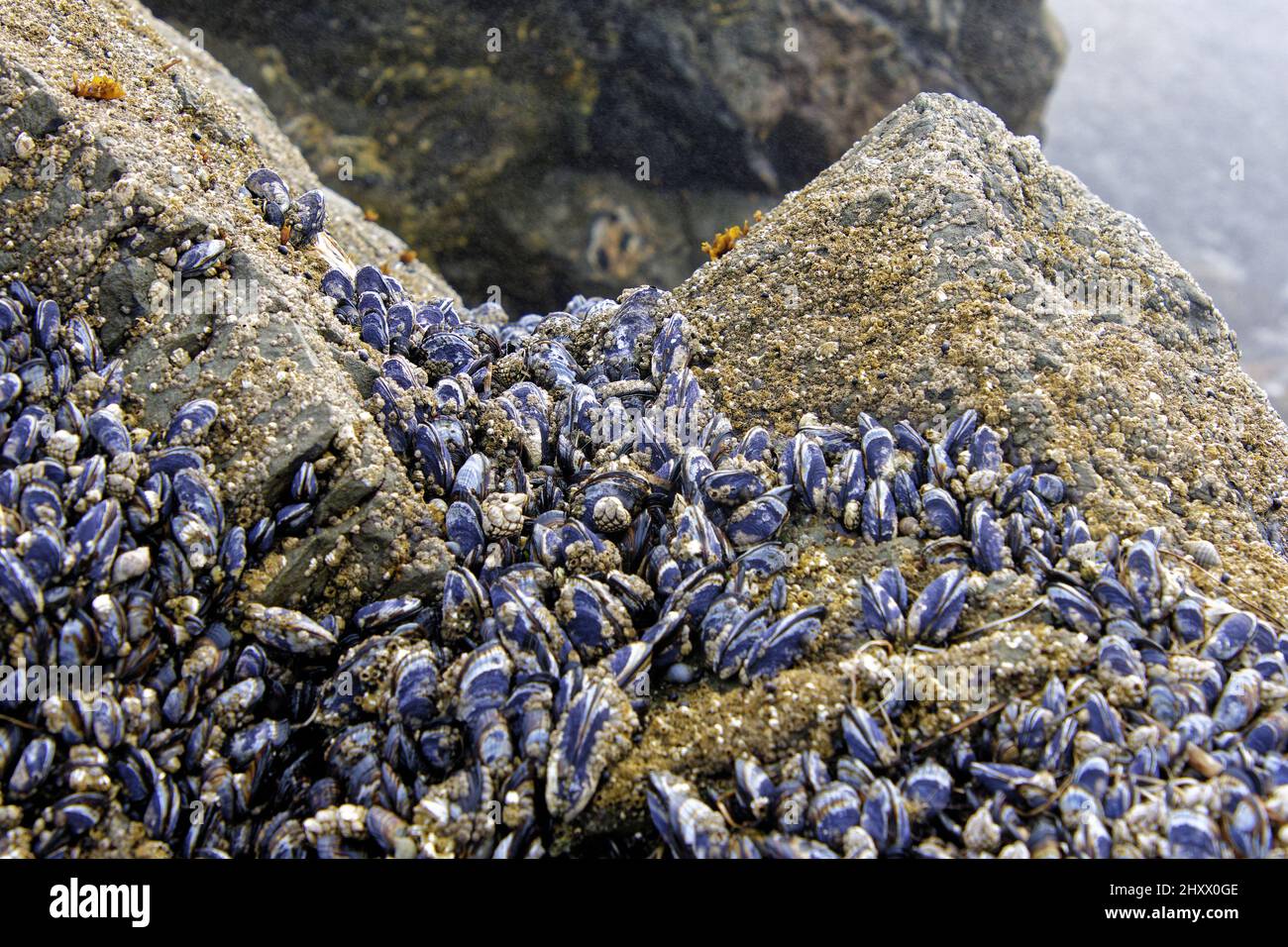 Purple mussels (Mytilus) on a rocky ground under a bright sunlight ...