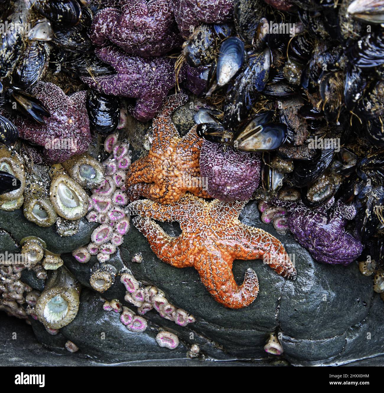 Star barnacles hi-res stock photography and images - Alamy
