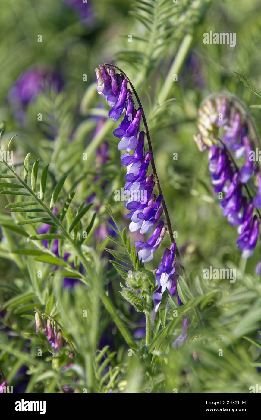 Close up shot of purple Bird vetch plant in the park Stock Photo - Alamy