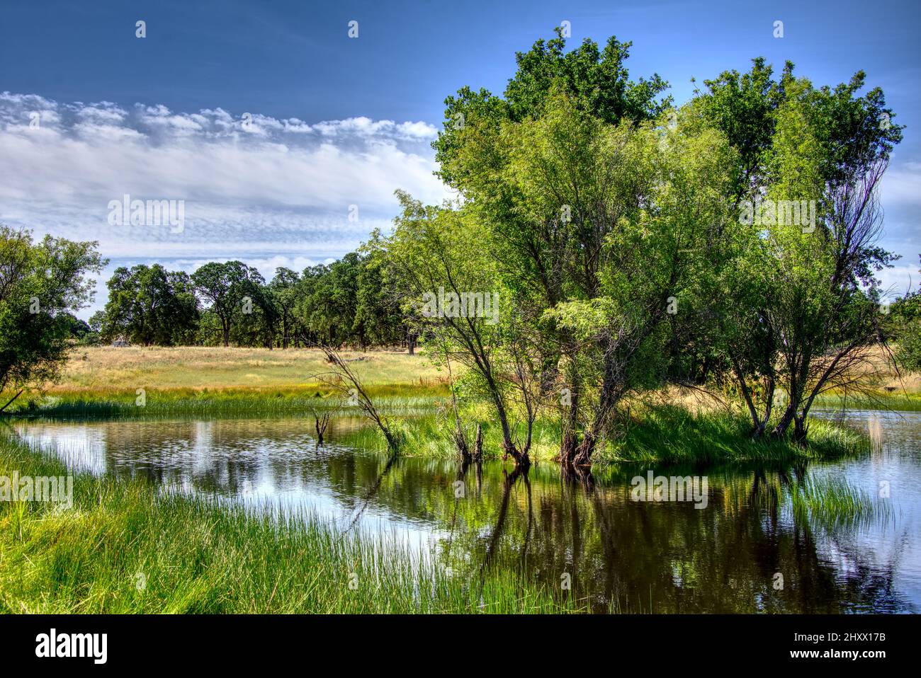 Scenic landscape with a small body of water and trees growing in it ...