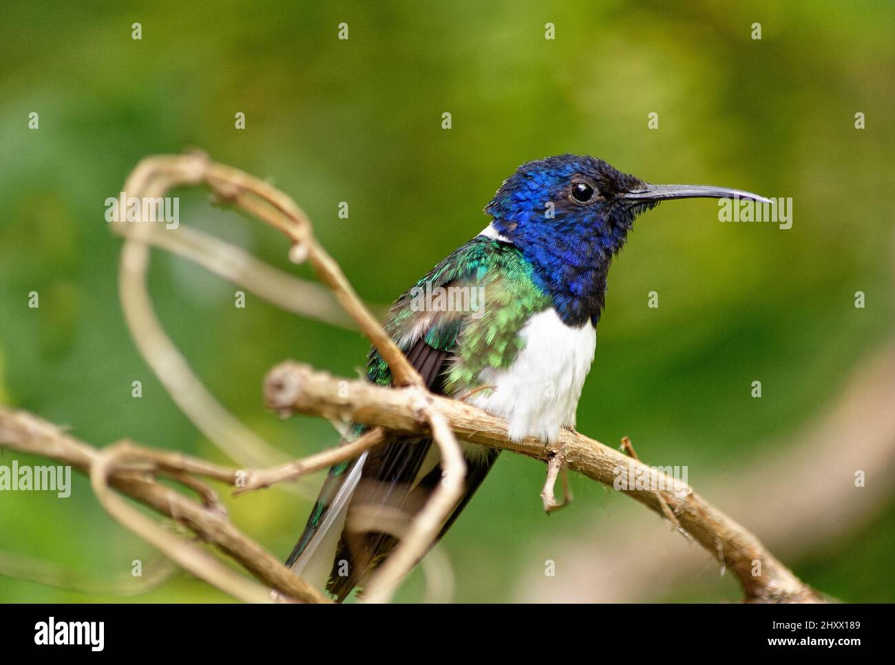 Close up shot of cute White-necked jacobin bird on tree branch Stock ...