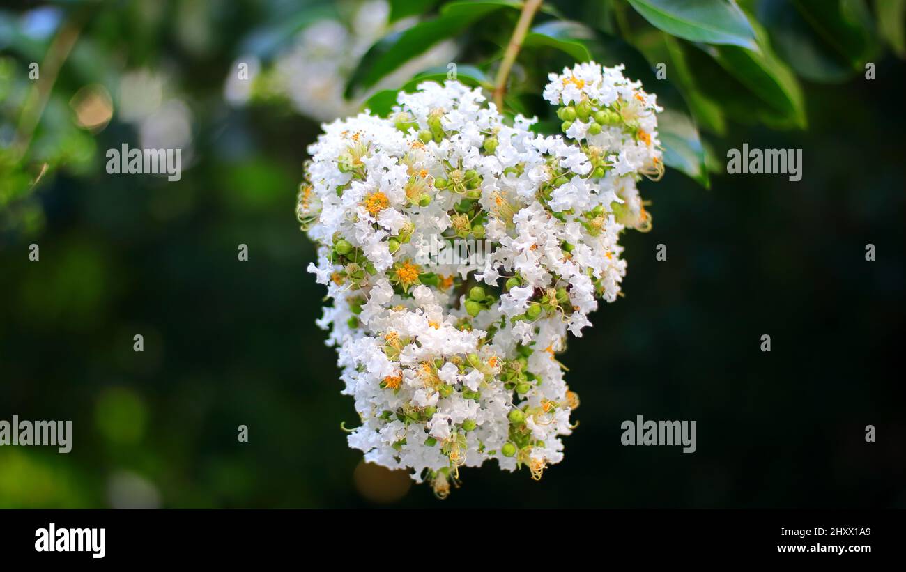 Branch with white Crape-Myrtle (Lagerstroemia) flowers Stock Photo - Alamy