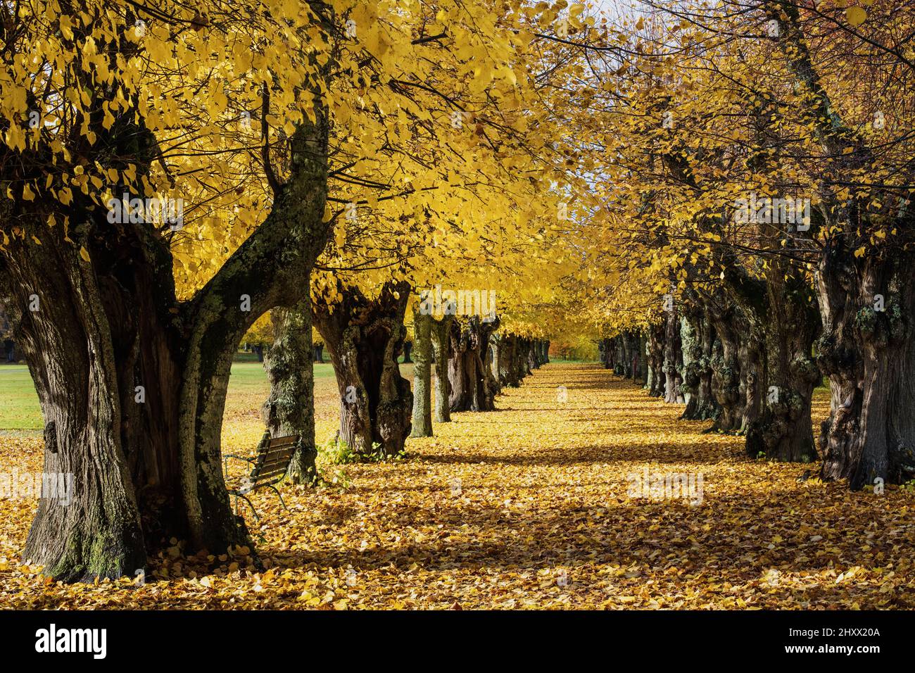 Autumn view of a tree alley with light yellow leaves and giant trees ...