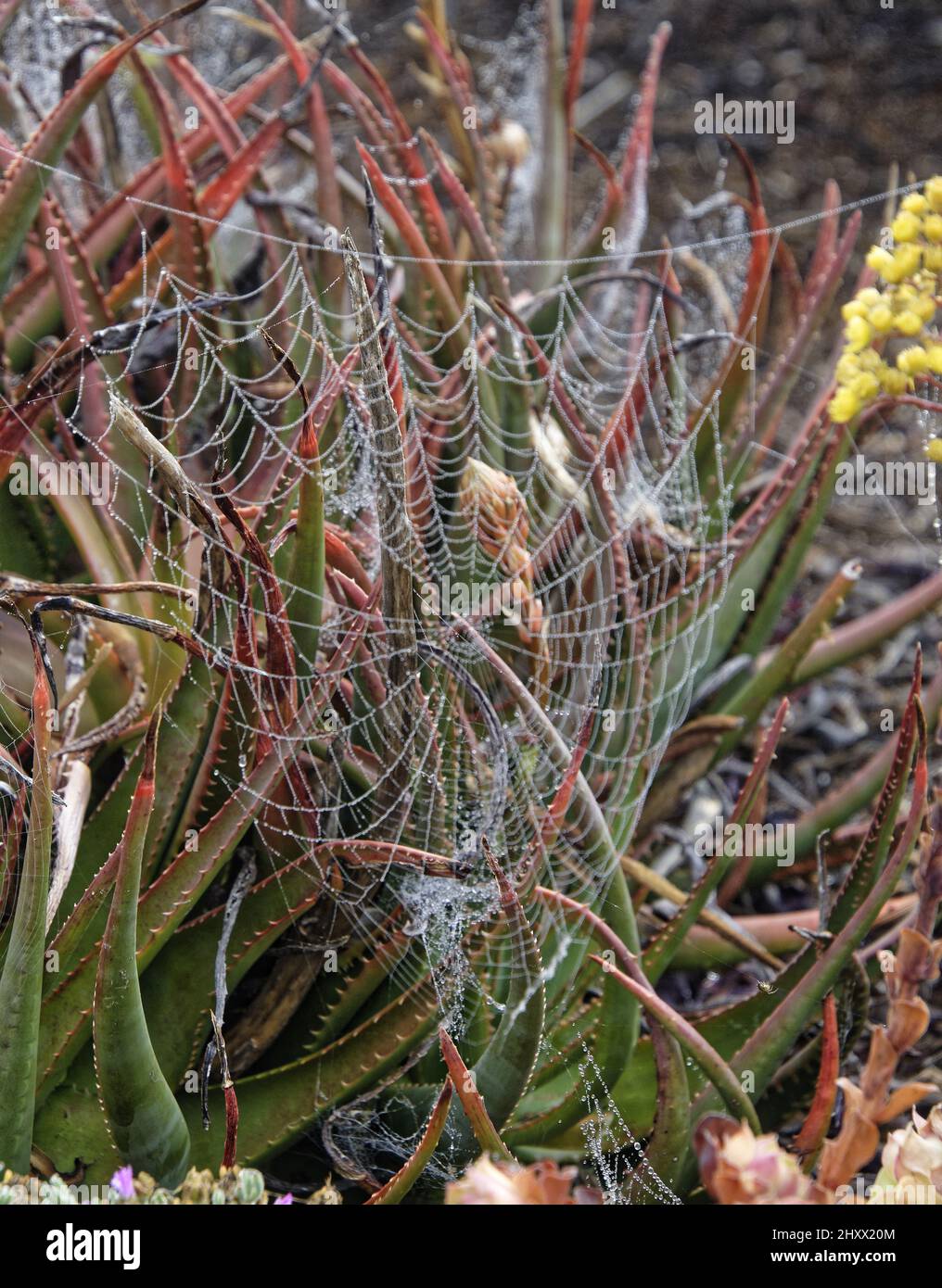 Web aloe hi-res stock photography and images - Alamy
