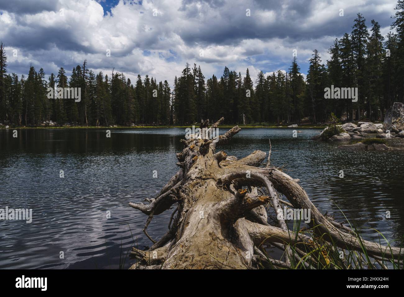 Giant fallen tree at Brewer Lake against the body of water and trees on ...