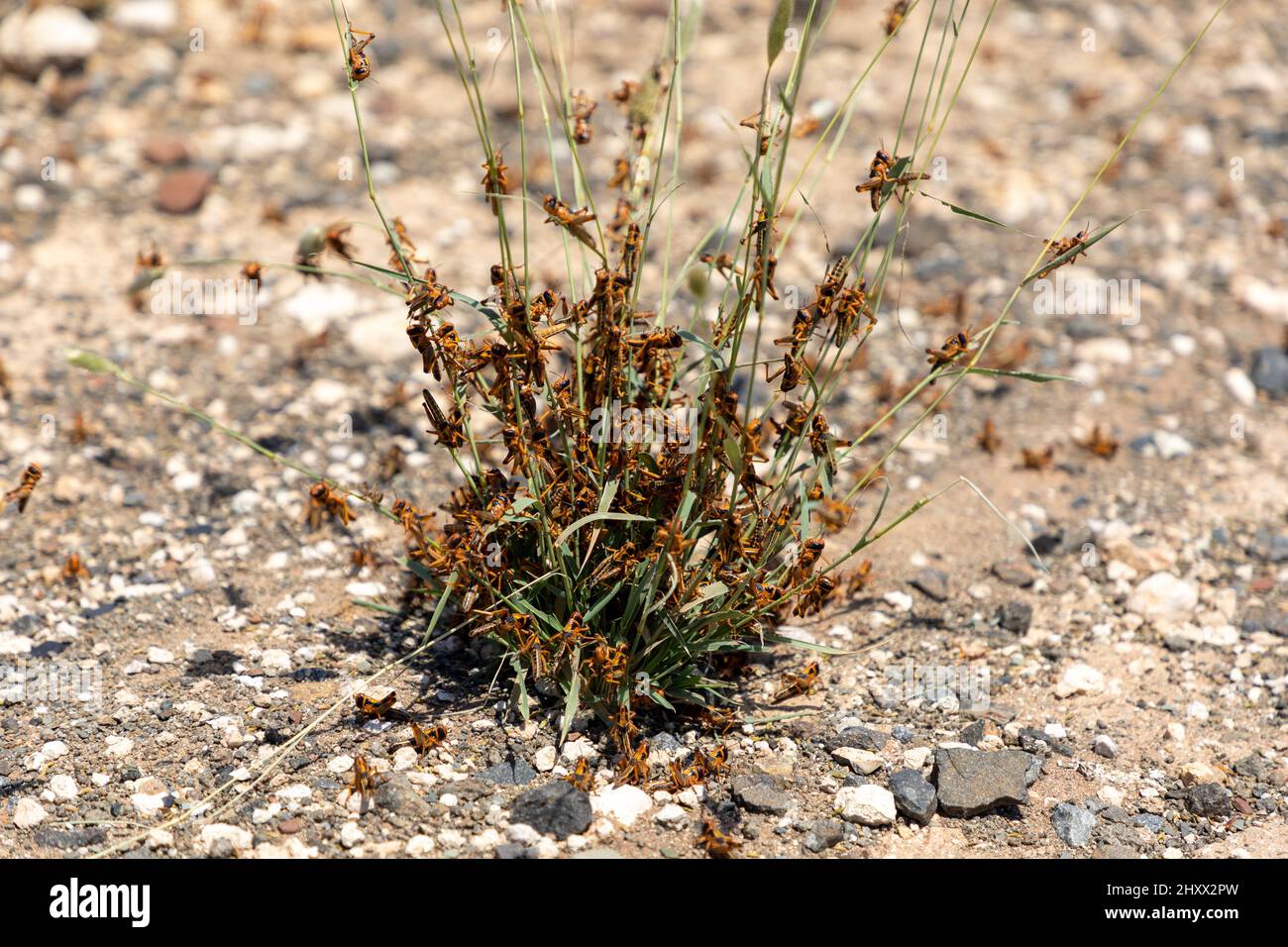 Selective focus on a swarm of brown locust eating grass. Locust are a ...