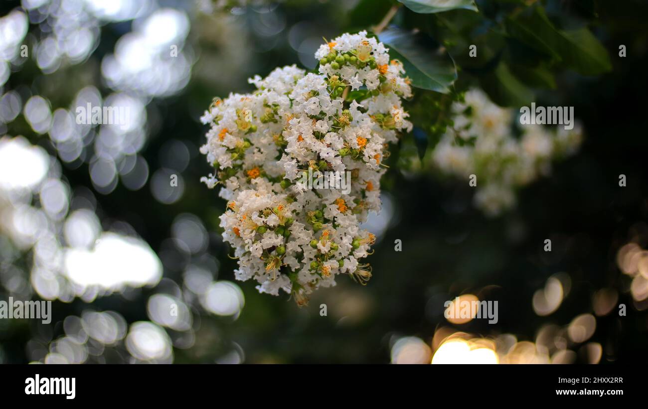 Branch with white Crape-Myrtle (Lagerstroemia) flowers Stock Photo - Alamy