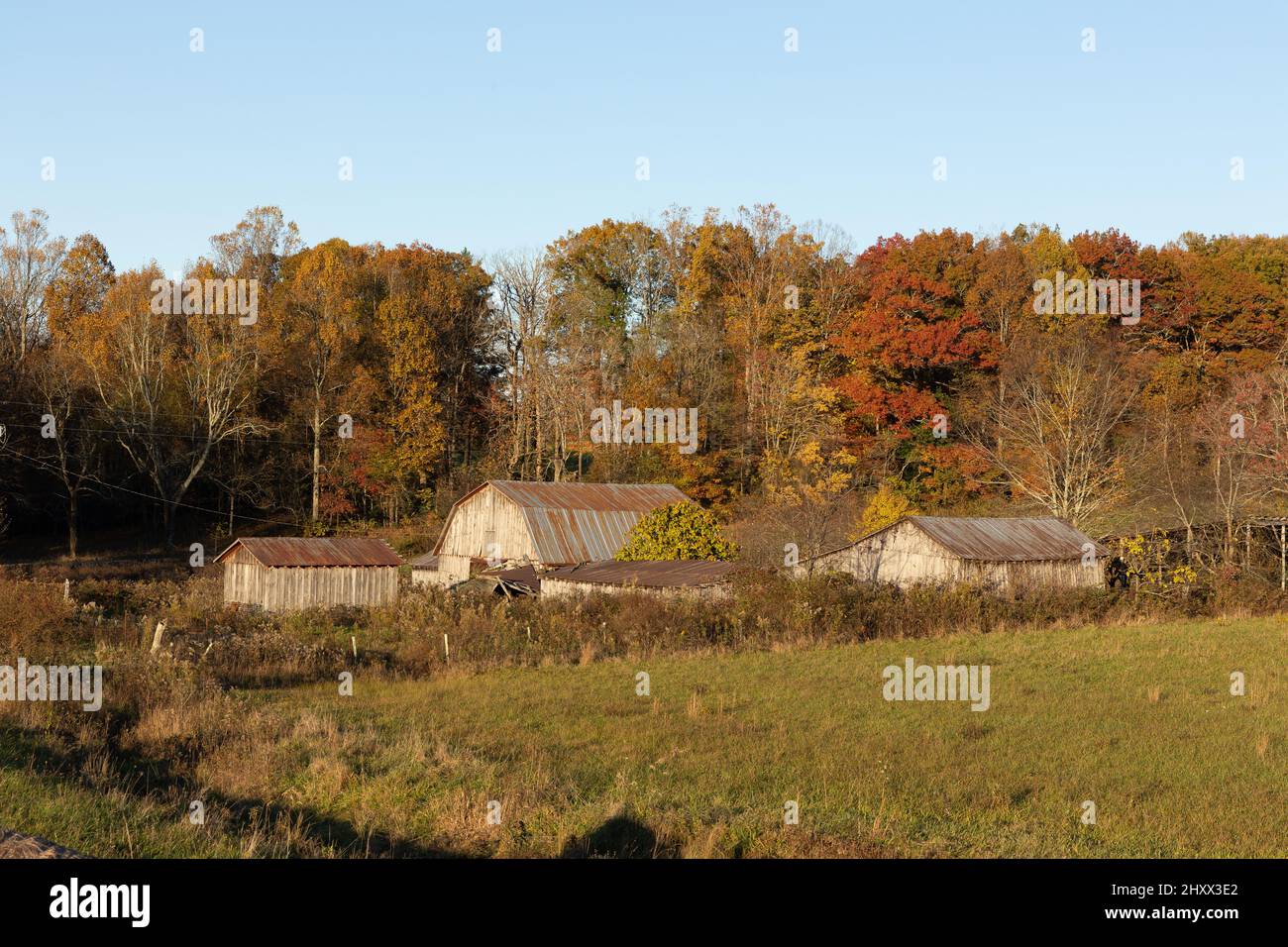 Beautiful landscape of large grassland and green forest trees against a ...