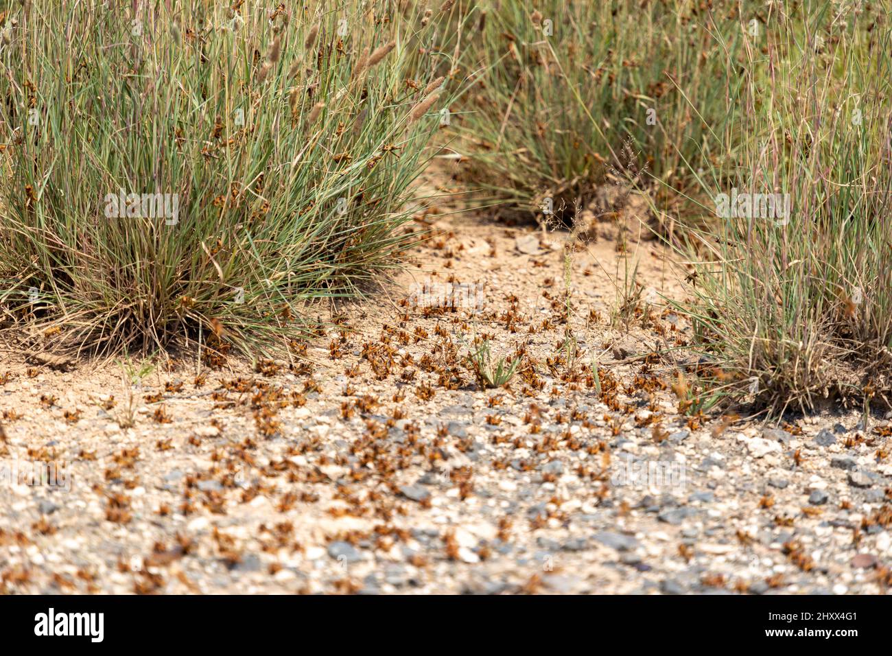 Selective focus on a swarm of locust about to attack grasslands in the ...