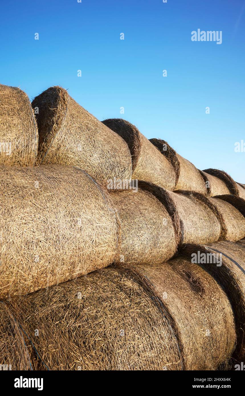 Pile of round hay bales at sunset Stock Photo - Alamy