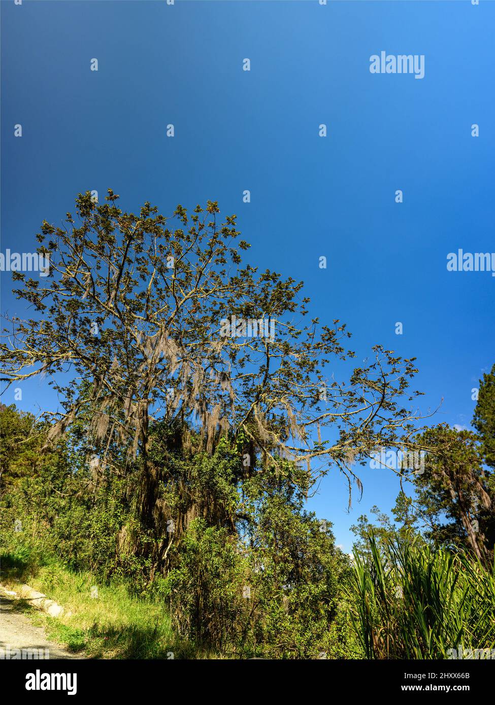 Hanging gray moss on evergreen tree like pine. Abstracts flora which ...