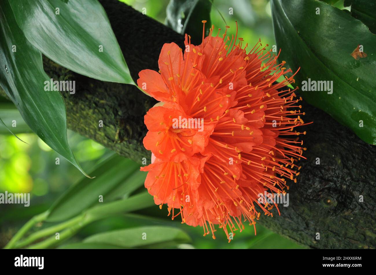 Closeup of an orange Brownea coccinea flower Stock Photo - Alamy