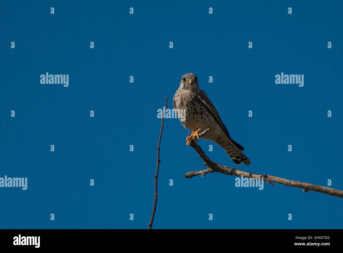 A hawk in the branches is watching you Stock Photo - Alamy