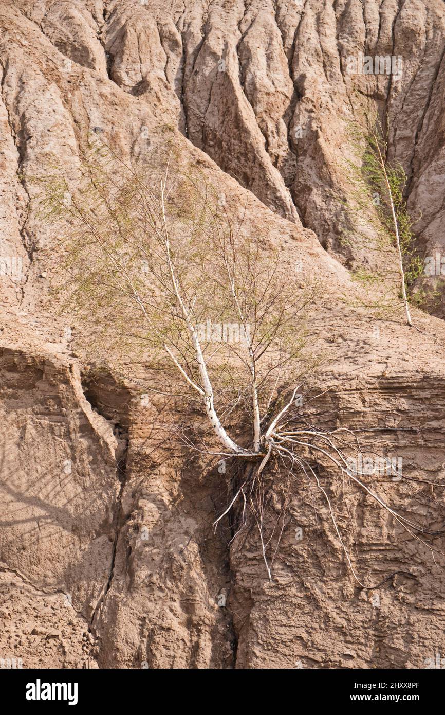 Birch tree with long roots grows on the side of sandy ground mountain ...
