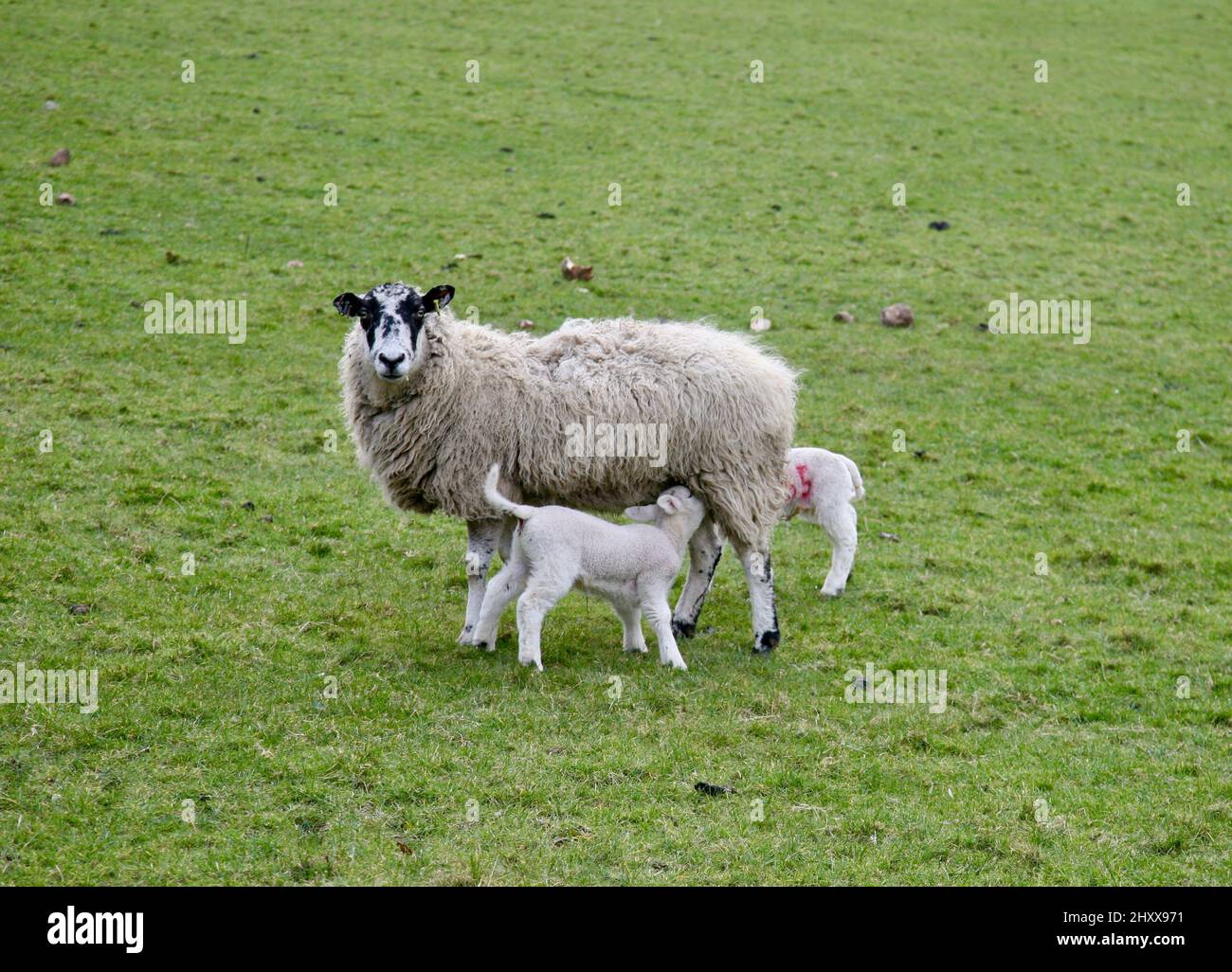 British lamb chops hi-res stock photography and images - Alamy