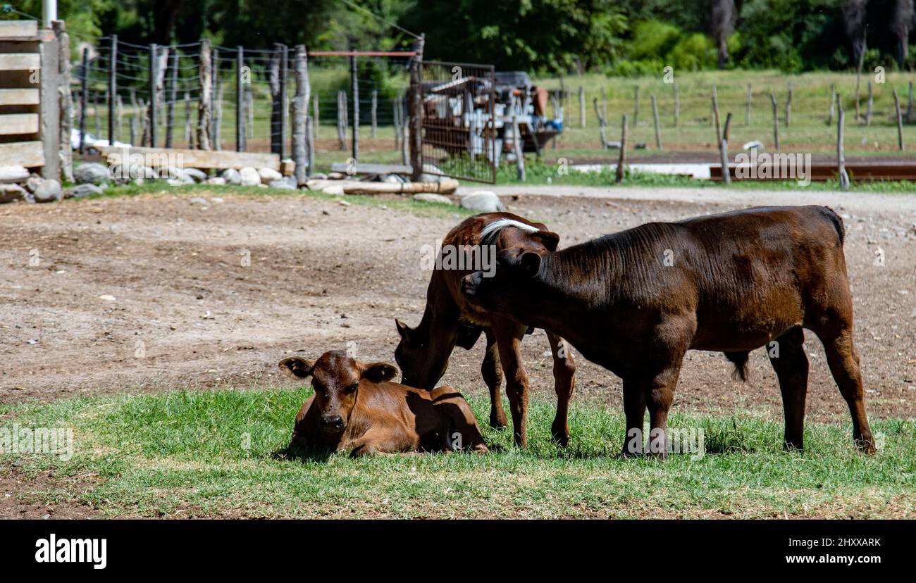 View of beautiful calves on a farm on a sunny day Stock Photo - Alamy