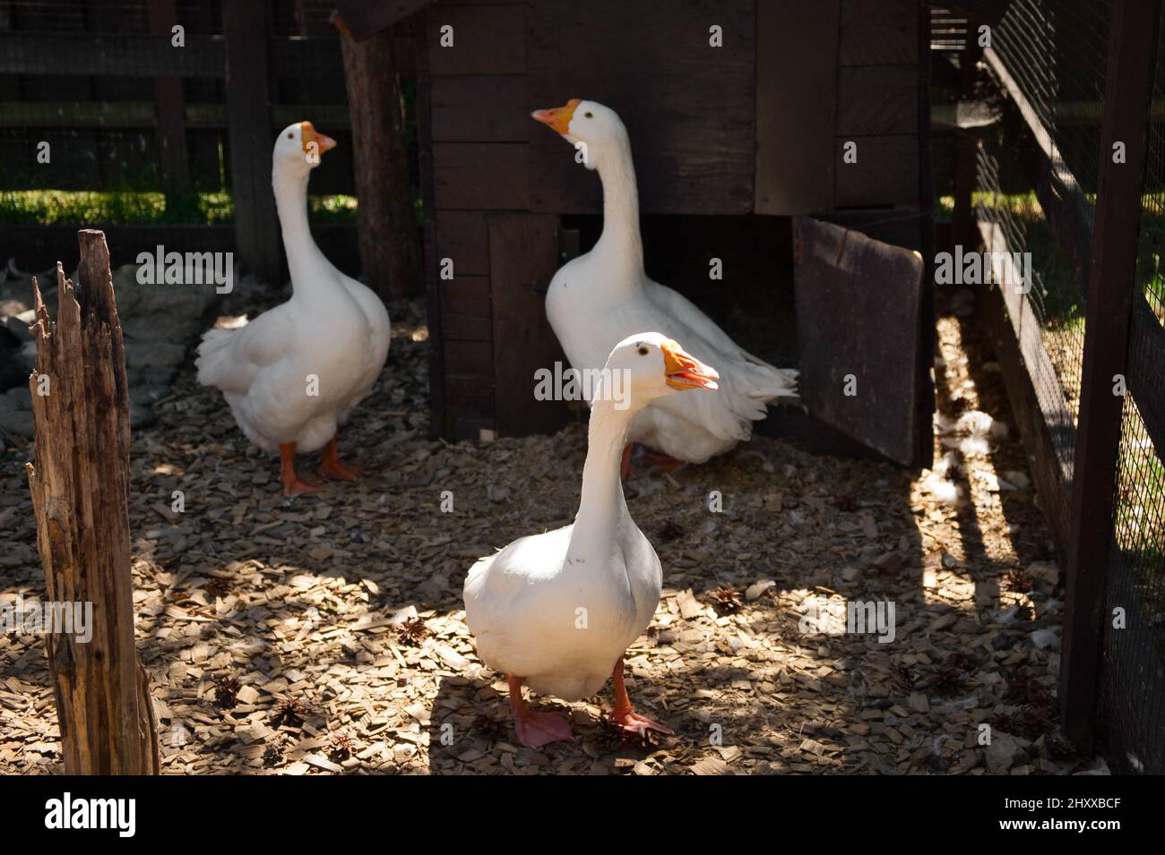 Three white domestic geese walk in the village Stock Photo - Alamy