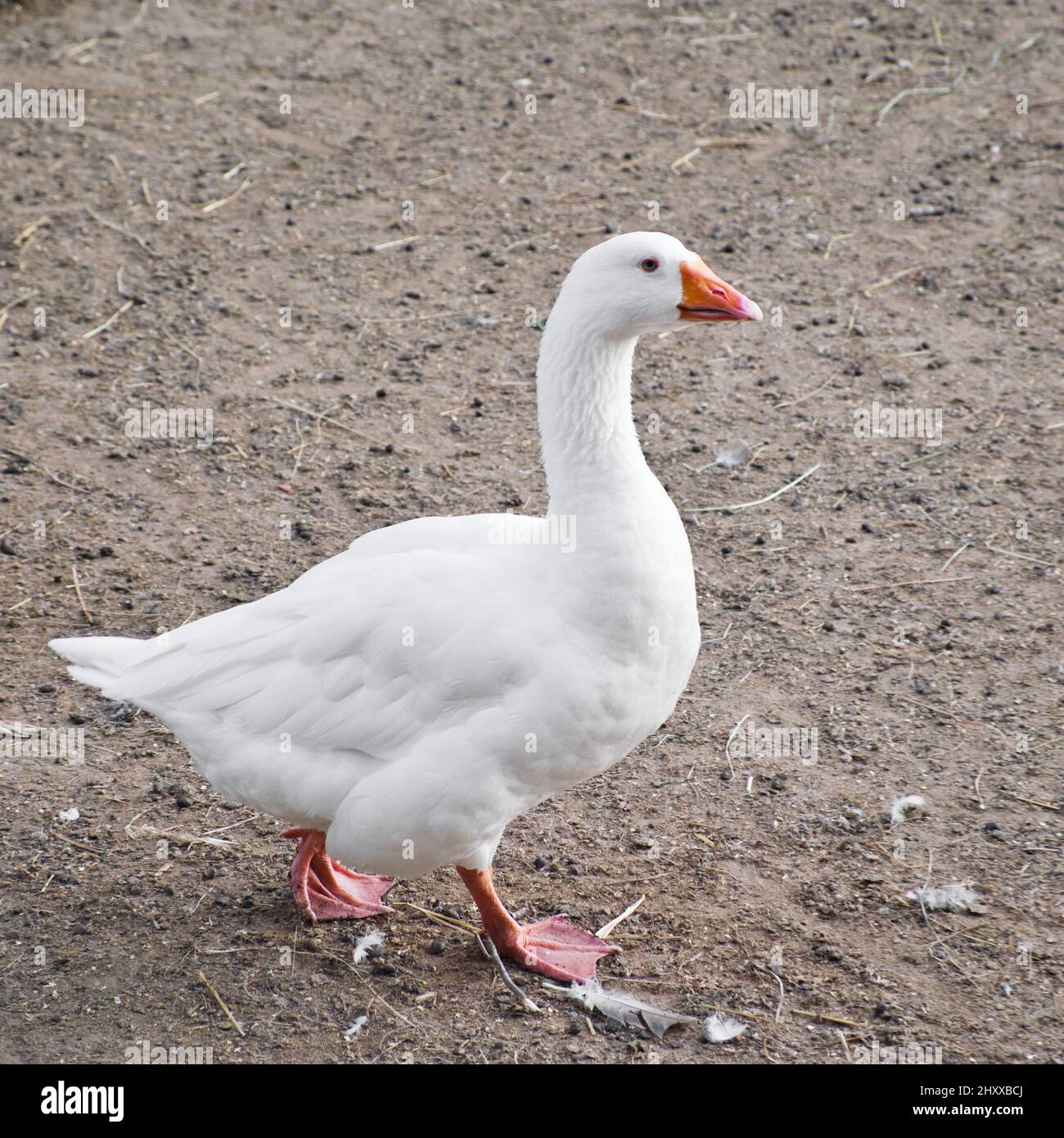 Single domestic white goose walks on the ground. Farm goose. Country ...