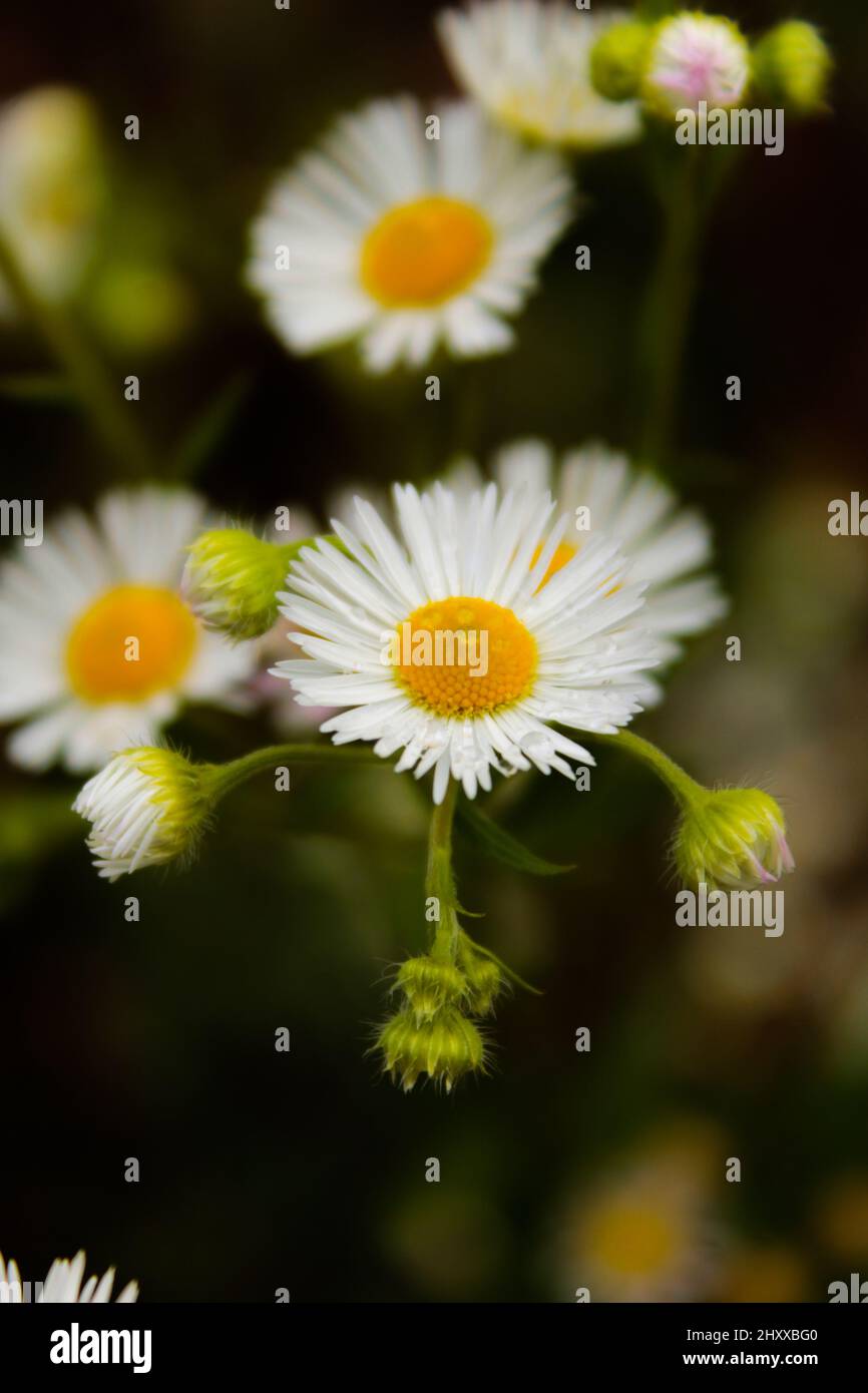 Vertical macro view of daisy flowers with small water drops Stock Photo ...