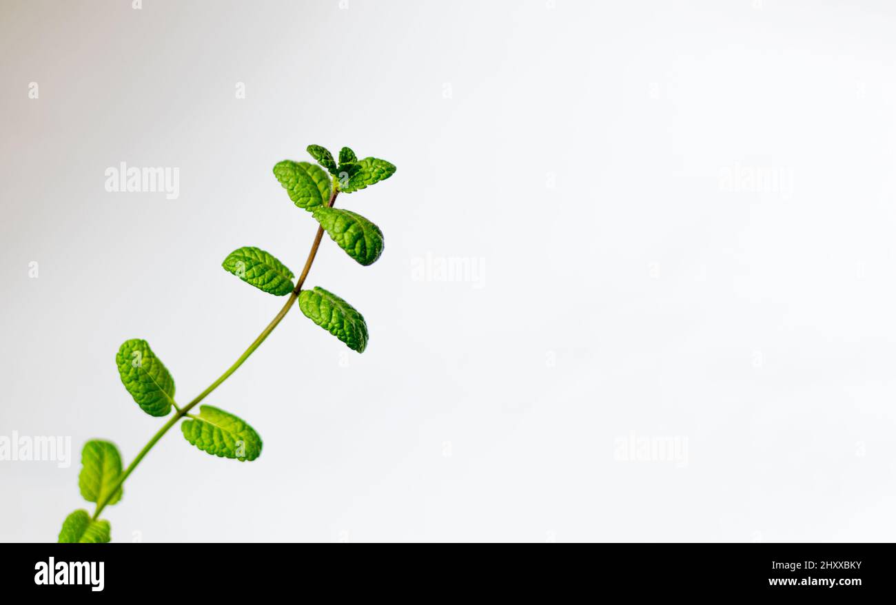 Mint branch on a white background Stock Photo - Alamy