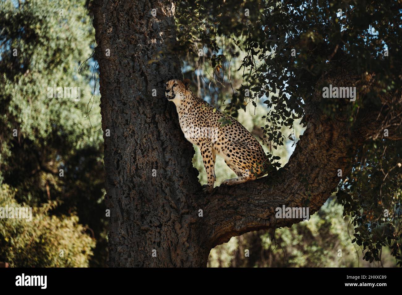 Beautiful cheetah on a tree at the Chaffee Zoo Stock Photo - Alamy