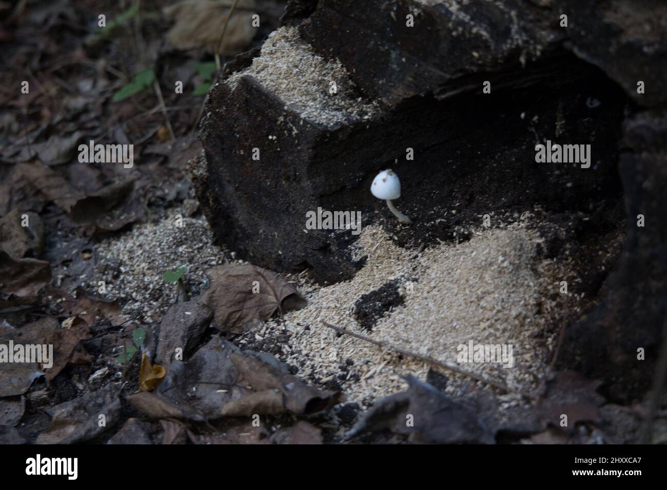 Grayscale shot of Coprinellus xanthothrix fungus mushroom grown under ...