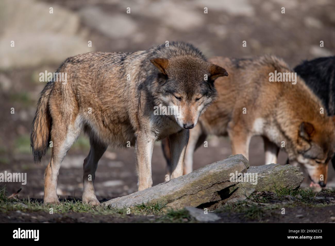 Number of wolves in the woods in Bavaria, Germany Stock Photo - Alamy