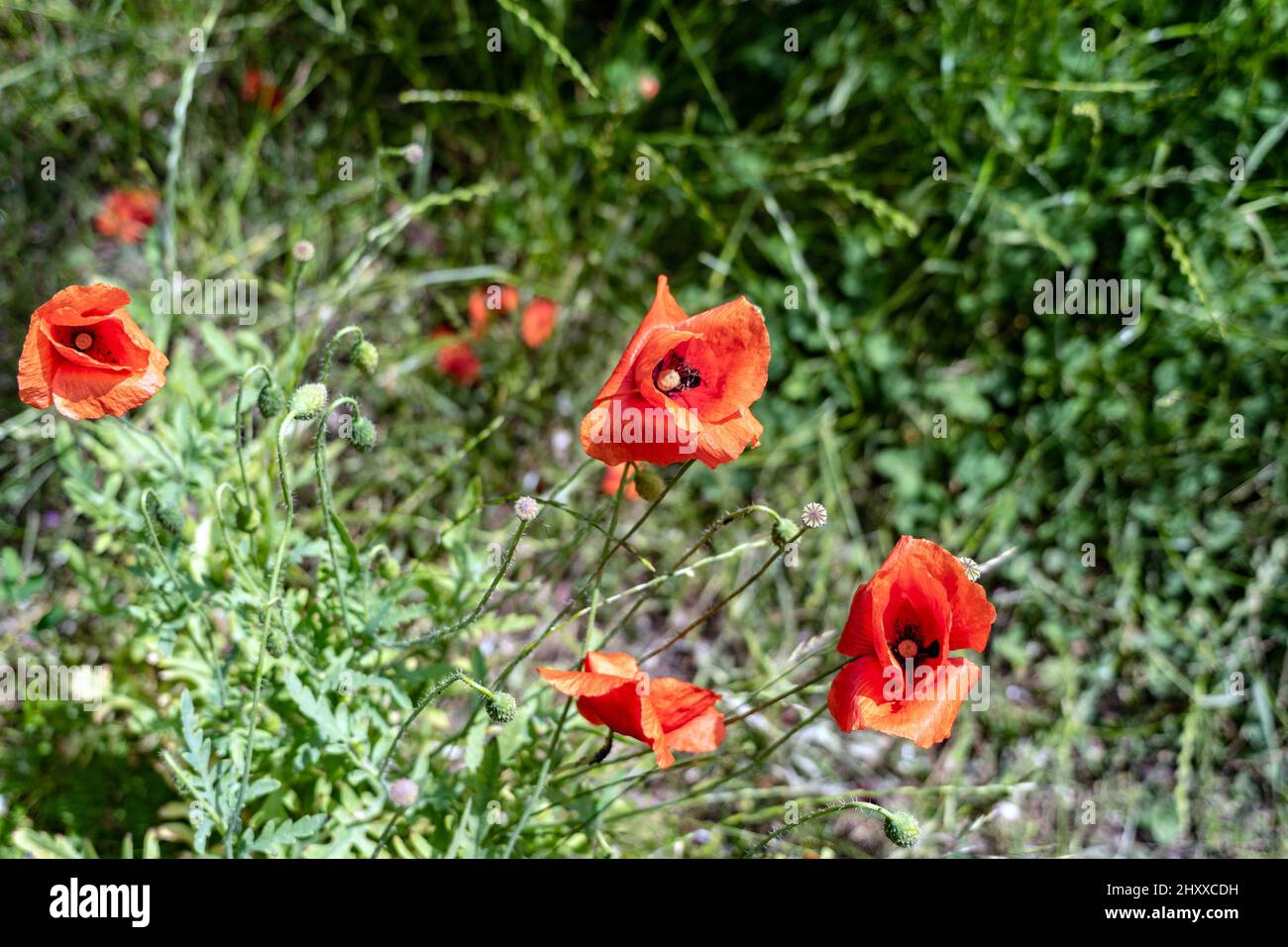 Closeup of fresh poppy flowers growing in a field Stock Photo - Alamy