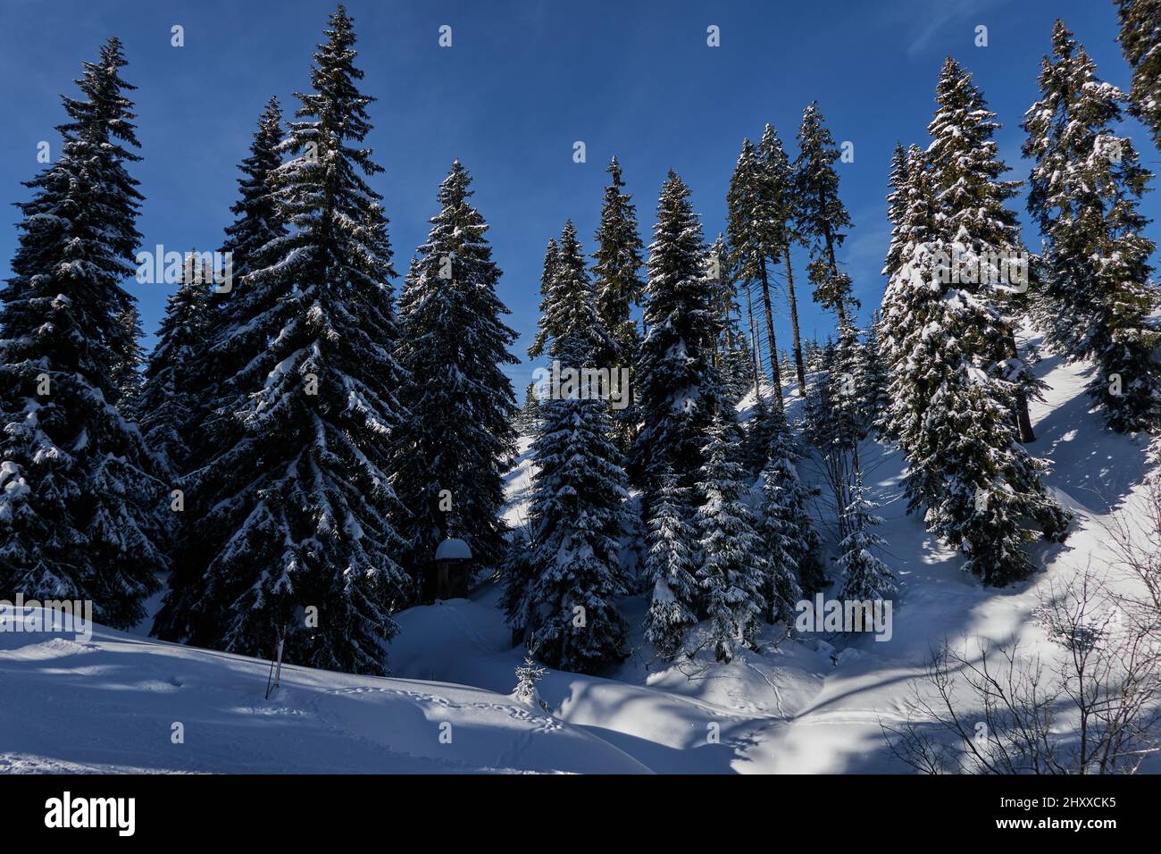 Snowy forest in the winter scene. Trees with snow. February 2022 Stock ...