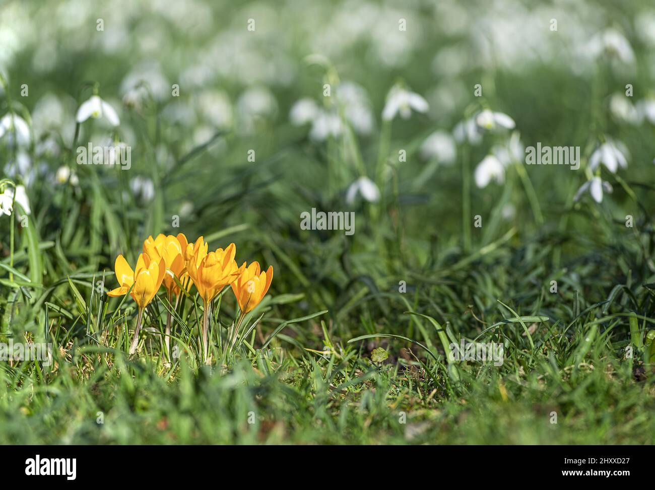 Yellow Crocus flowers grown in the meadow field in spring Stock Photo ...