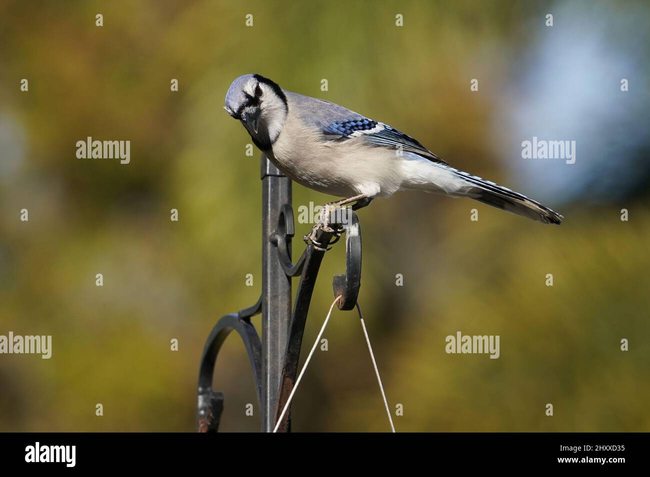 Jay behavior hi-res stock photography and images - Alamy