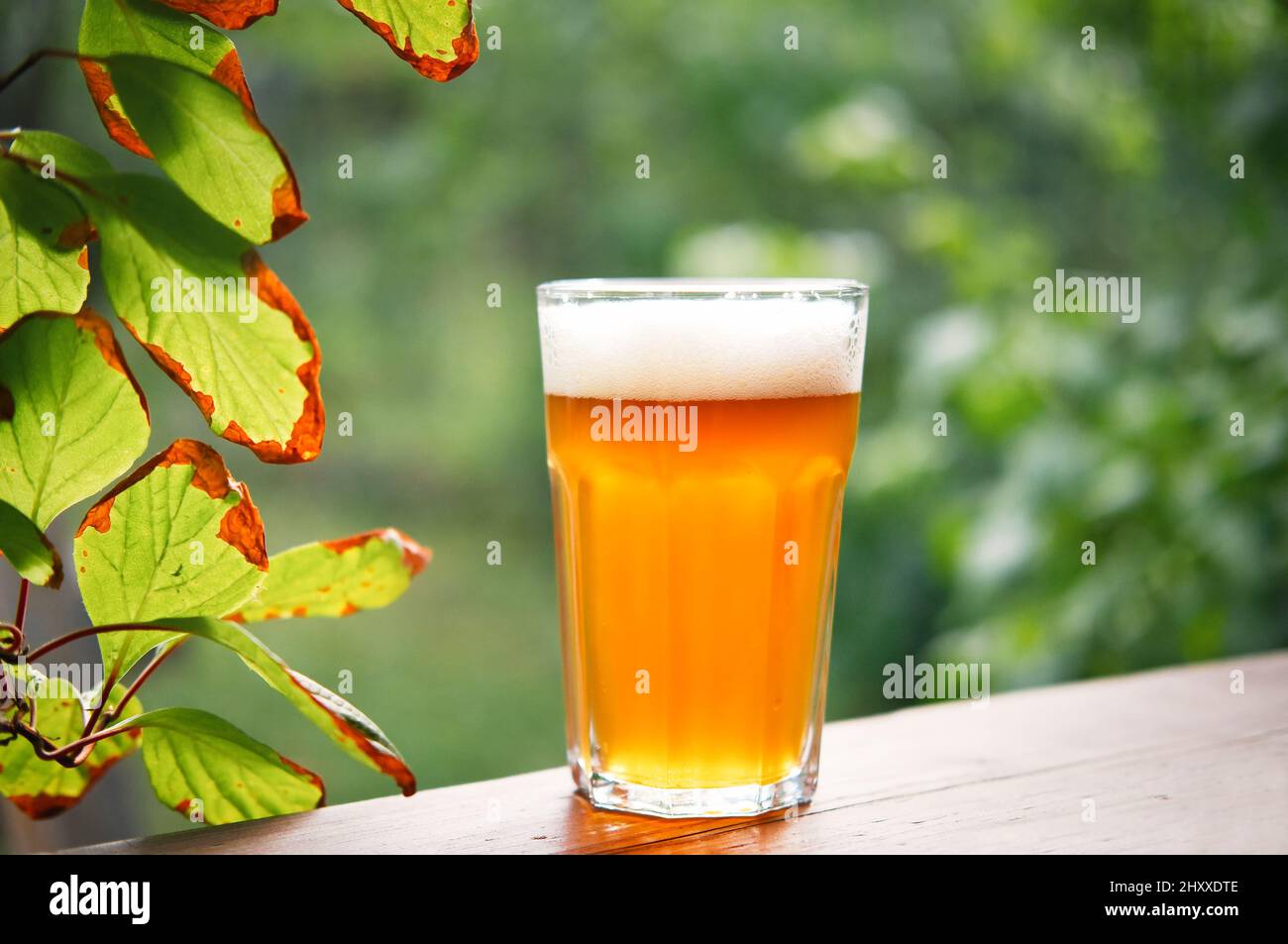 Cold light beer with white foam in glass on wooden table with blurred ...