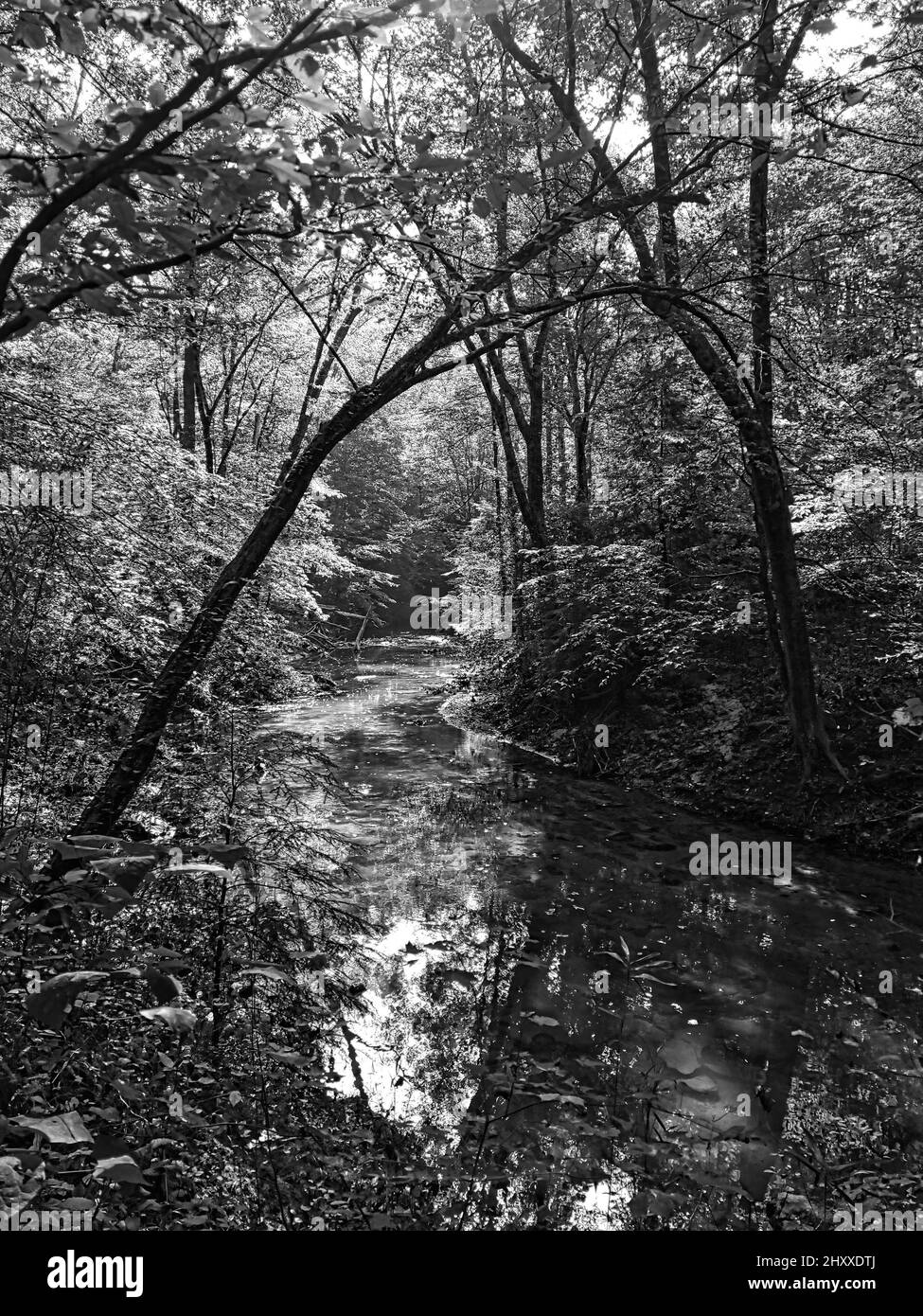 Grayscale shot of a river surrounded by trees in the forest Stock Photo ...