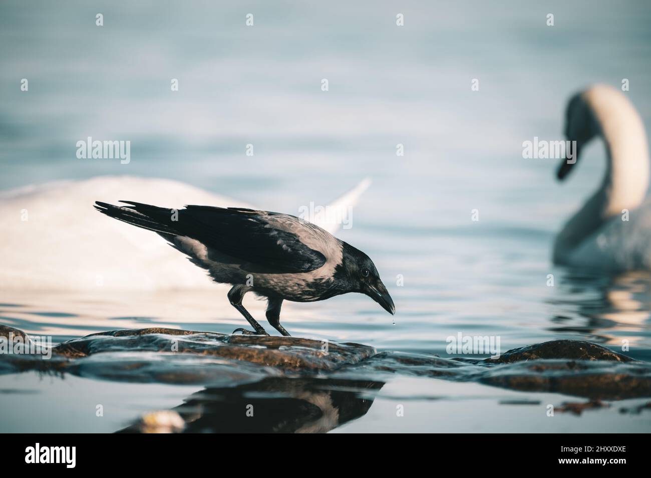 Bird Hooded crow walking on the coast with the swans in the background ...